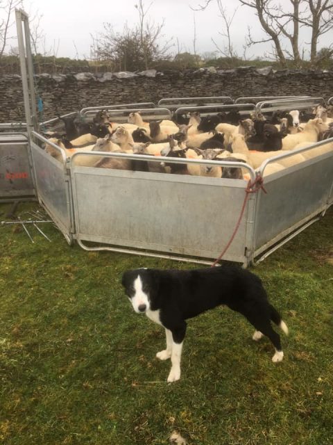 Sheep dog training | Phil Rigby Summer Hill Sheep Dogs