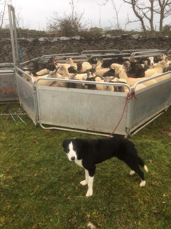 Sheep dog training | Phil Rigby Summer Hill Sheep Dogs